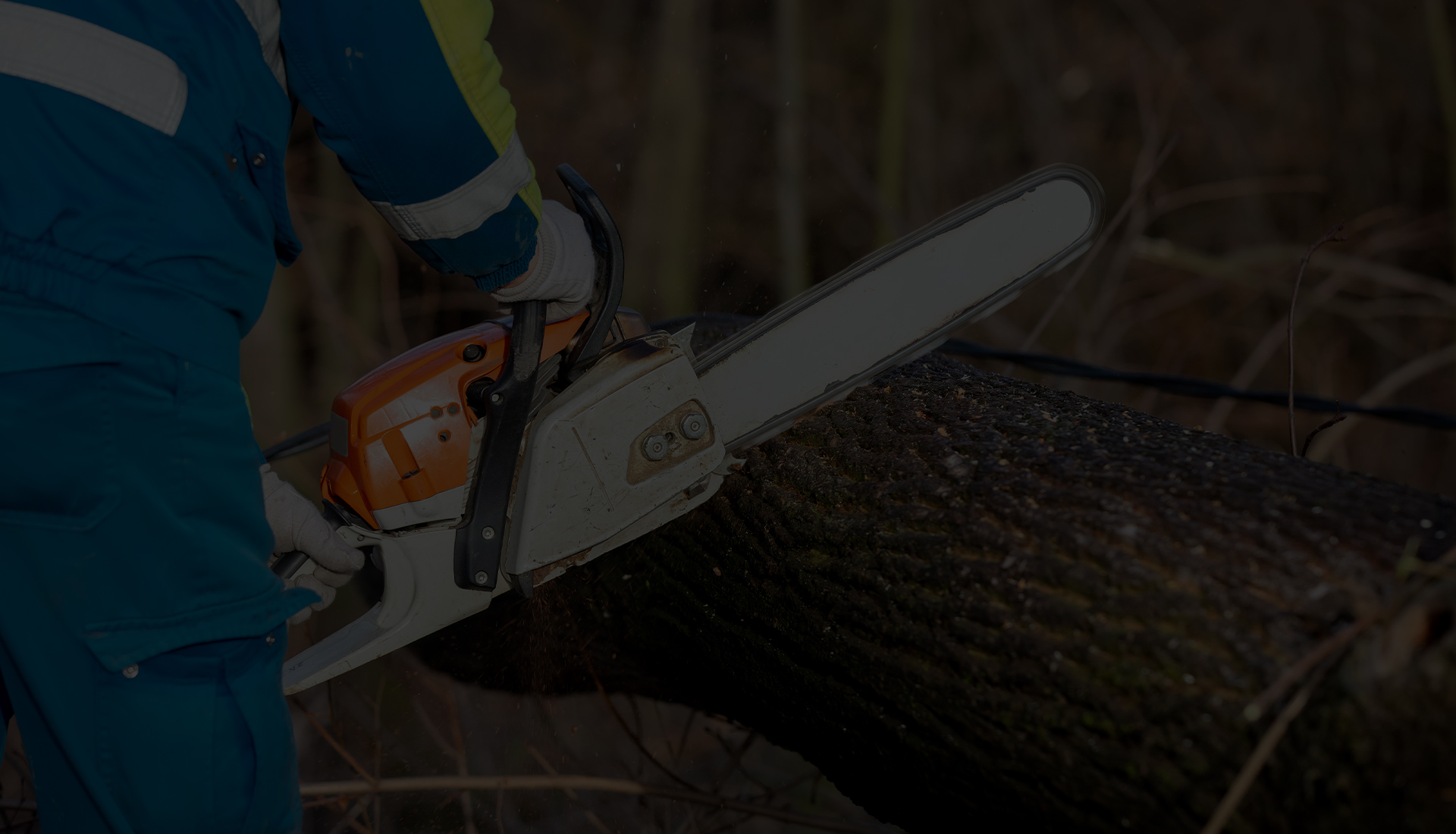 Tree Removal Services near Me | Tree Trimming and Removal
